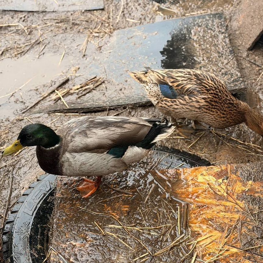 Подсадные утки для охоты