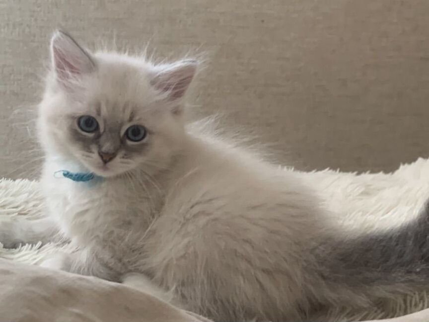 Невский маскарадный котенок