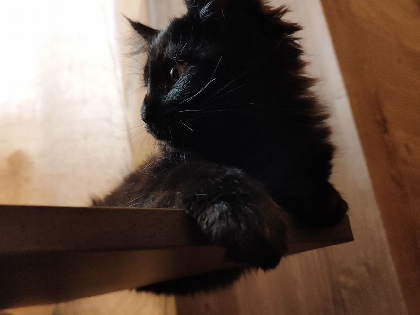 Милые котята