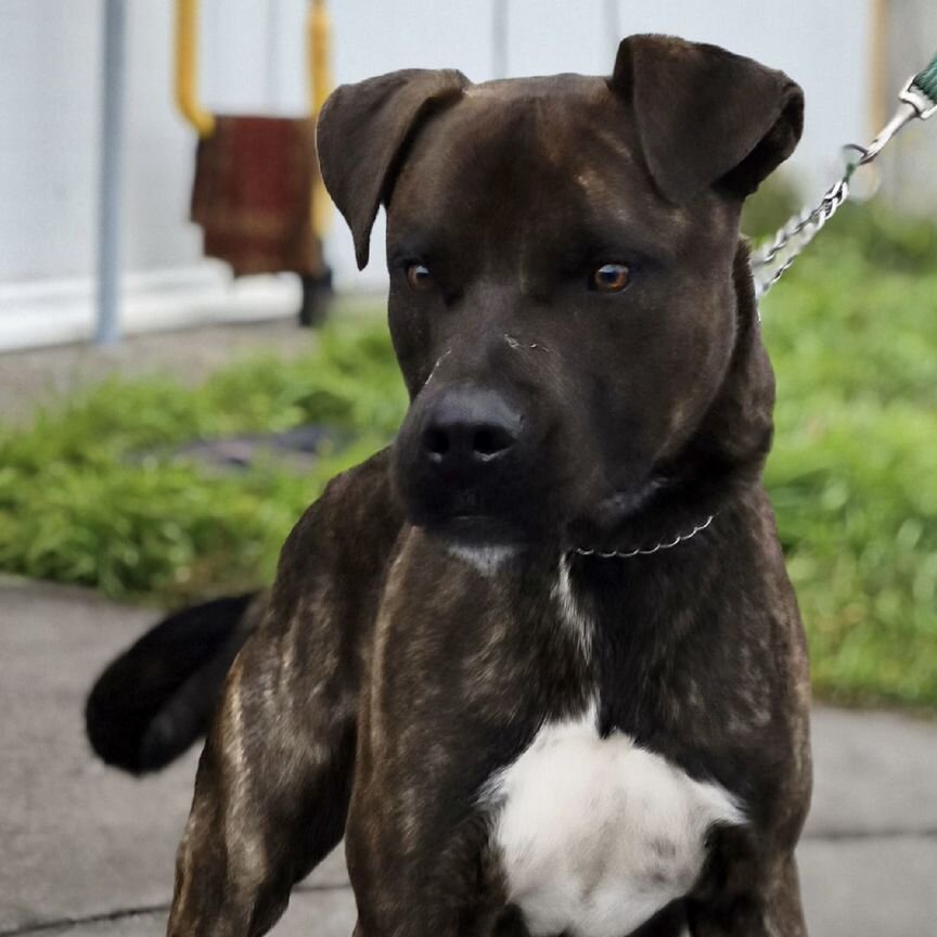 Американский питбультерьер, взрослый пёс