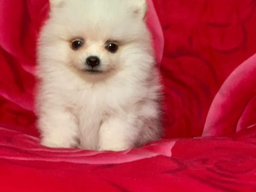 Щенки шпица