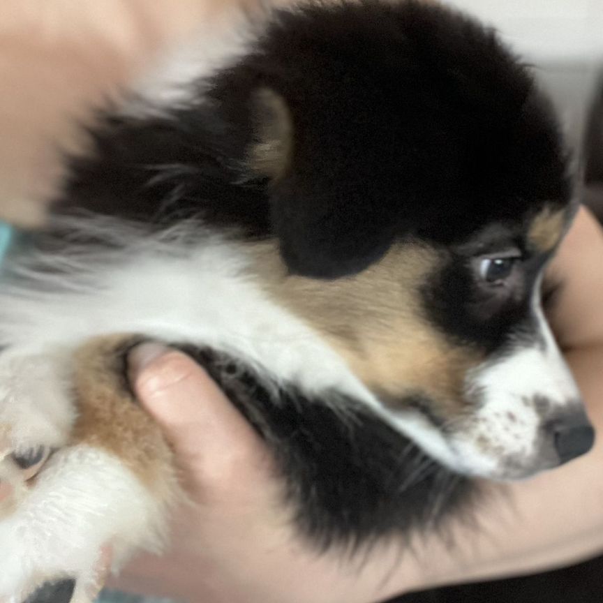 Австралийская овчарка, щенок