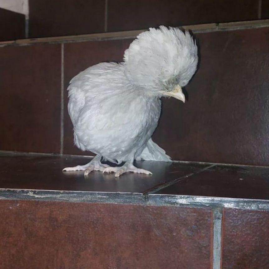 Куры цыплята