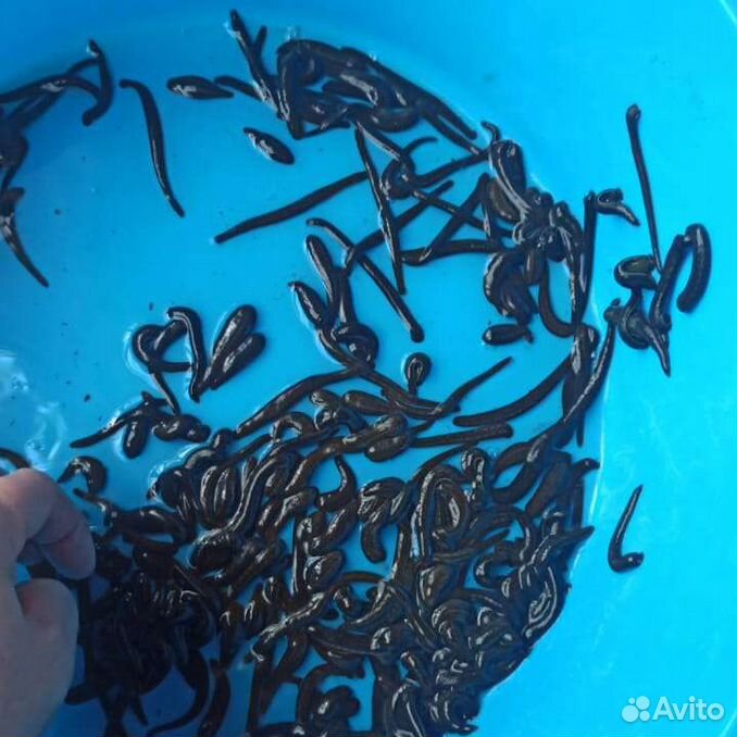 Пиявка восточка Москва