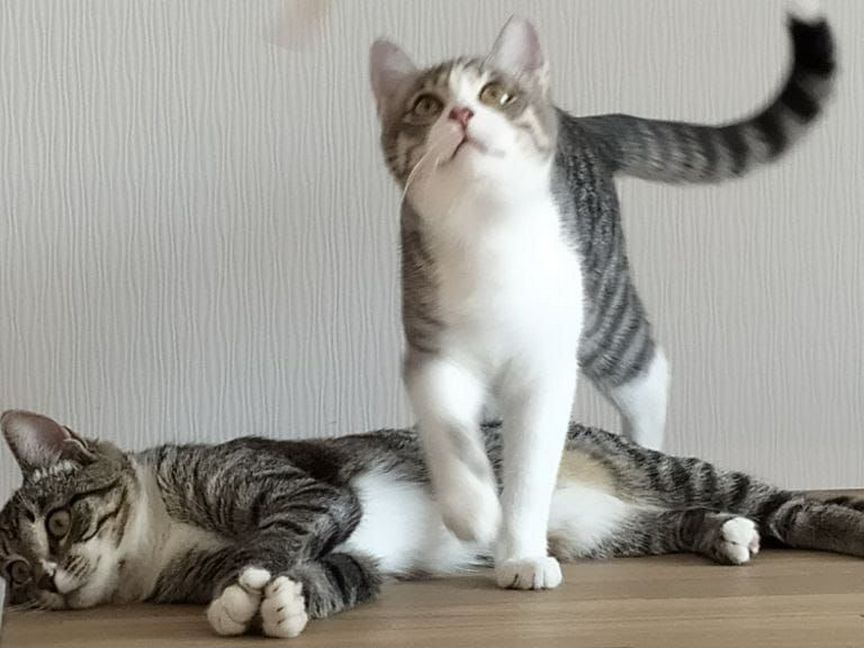 Две девочки в добрые руки