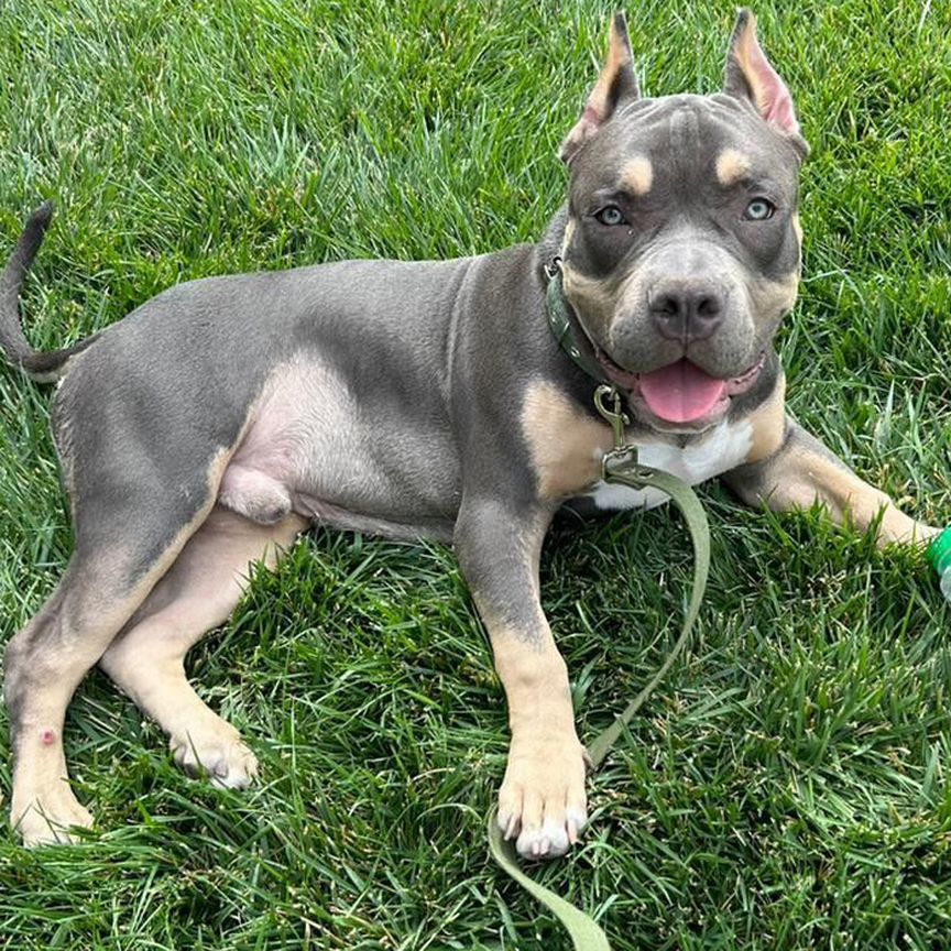 Американский булли стандарт