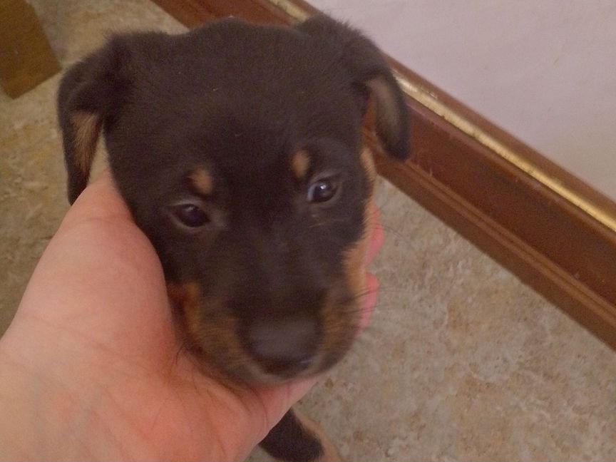 Мини пинчер