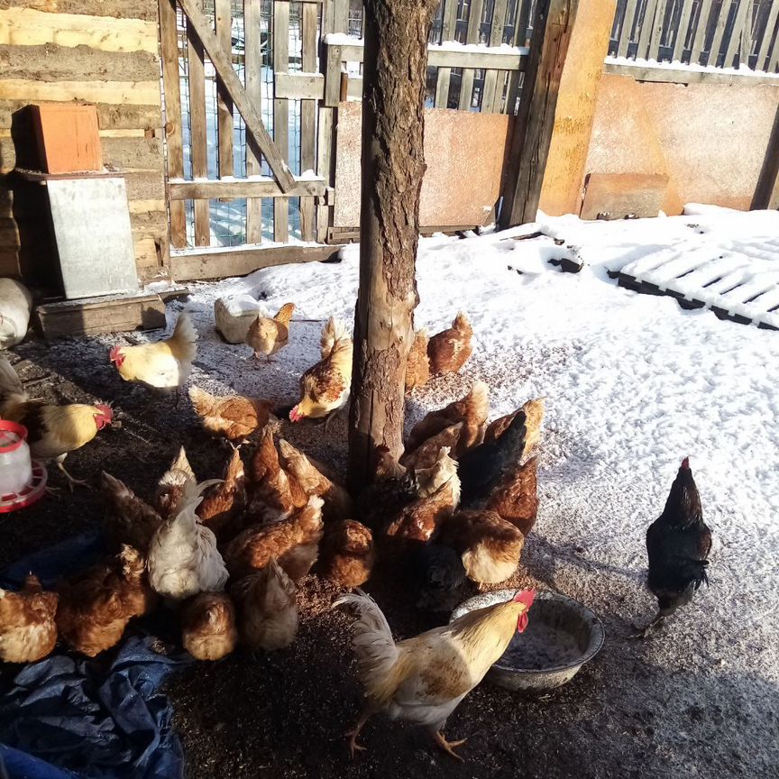 Куры молодки несушки