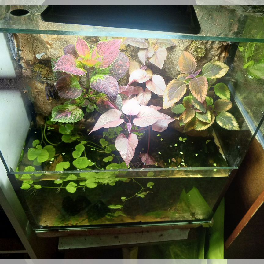 Красивый аквариум