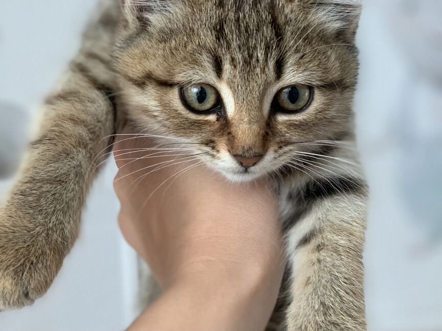 Кошка