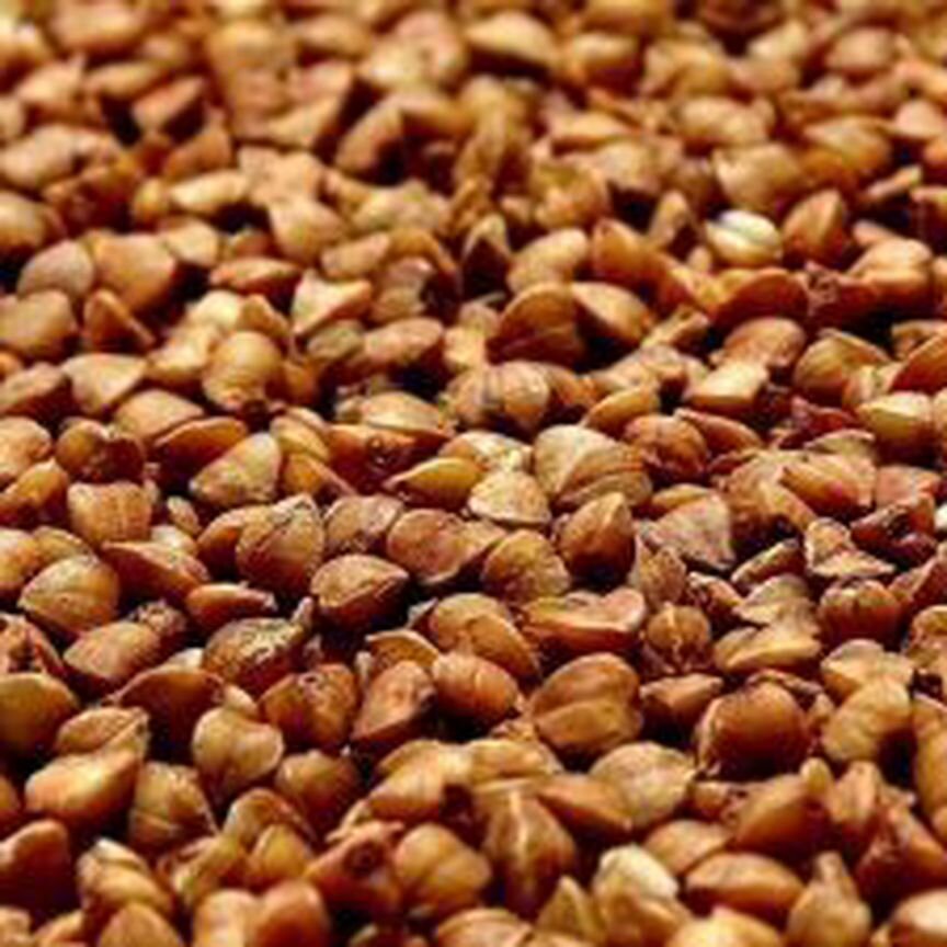 Пшеница от 1 до 5 класса