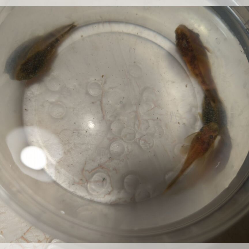 Анциструс 5шт