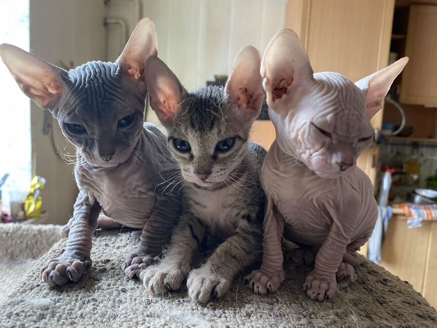 Котята Донского сфинкса 1 мес