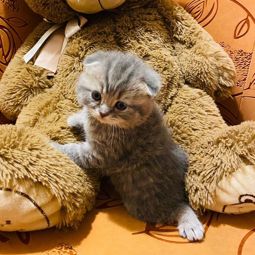 Шотландская плюшка