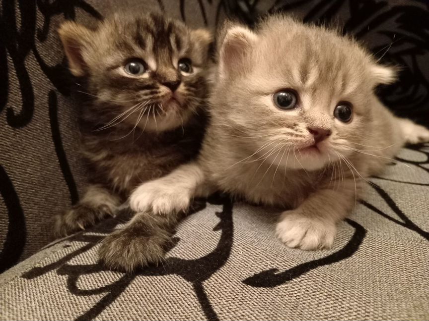 Шотландские прямоухие котята