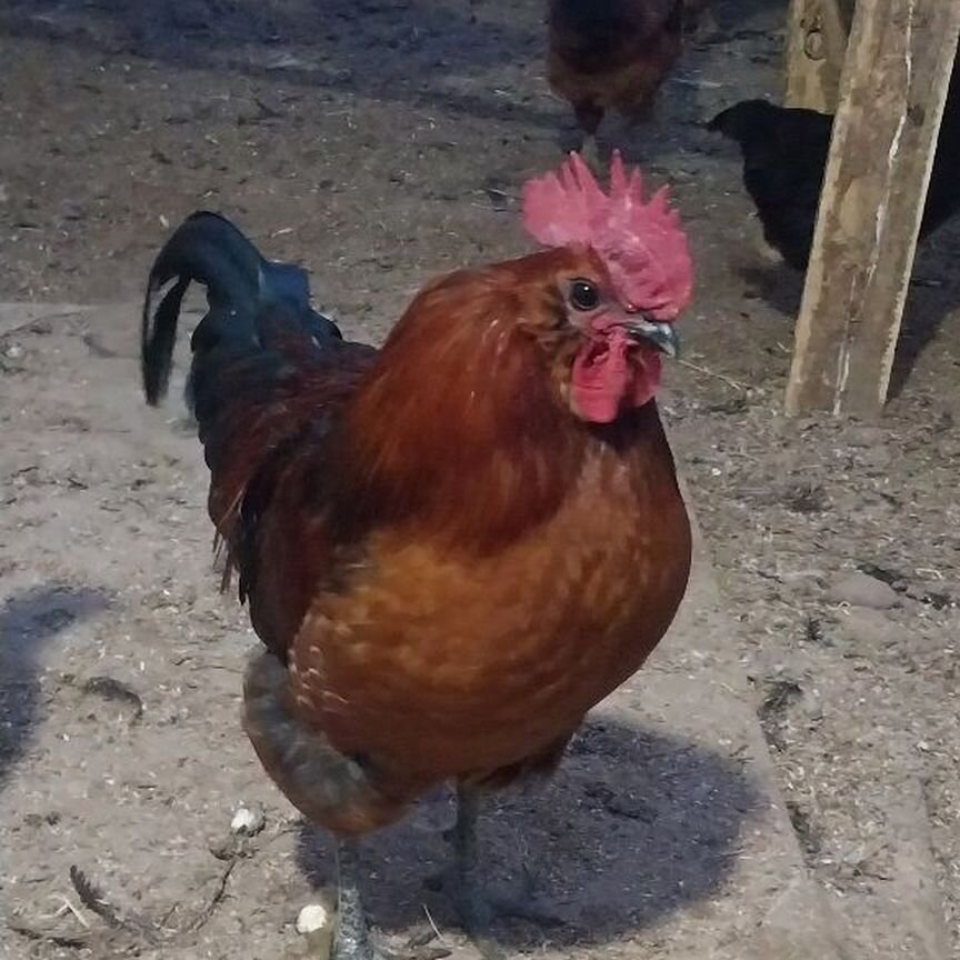 Молодые петухи