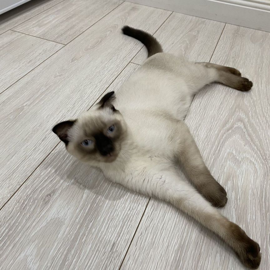 Тайский кот