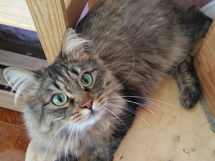 В самые добрые руки