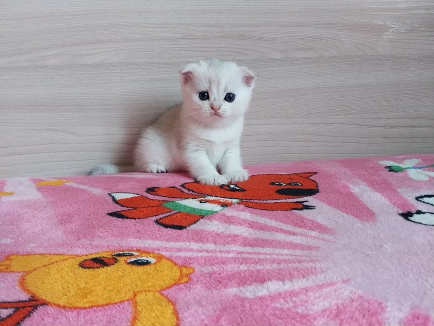 Шотландская шиншилла