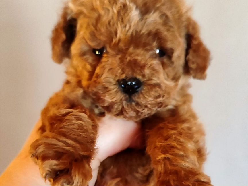 Мальтипу ф1 мини