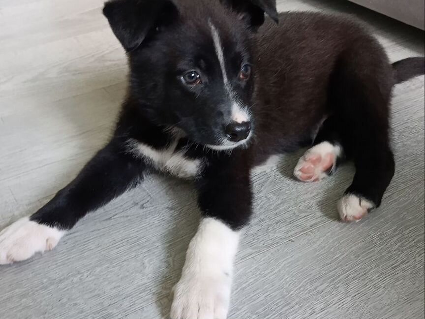 Щенок мальчик