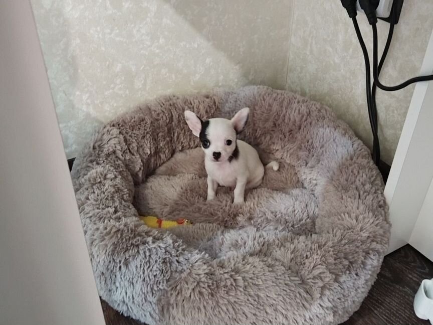 Продам щенка чихуахуа