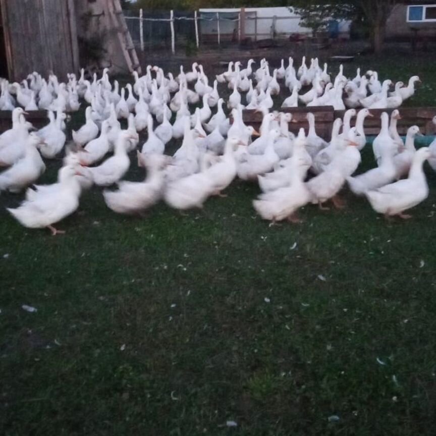 Бройлерные утки на забой