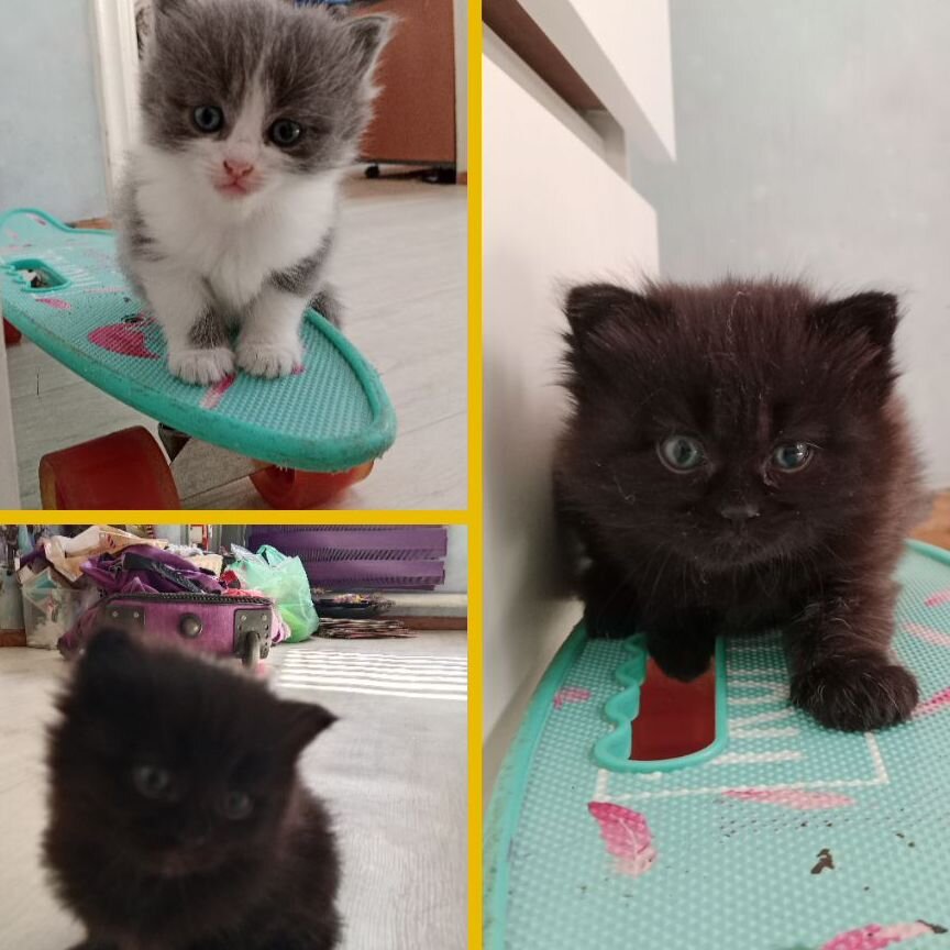 Котята в добрые руки