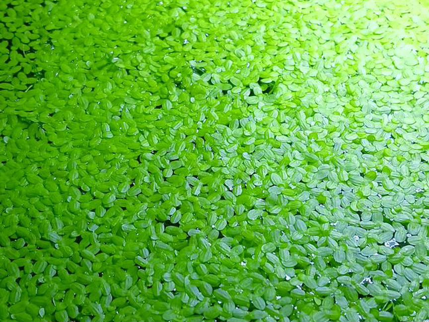 Мох риччия и ряска