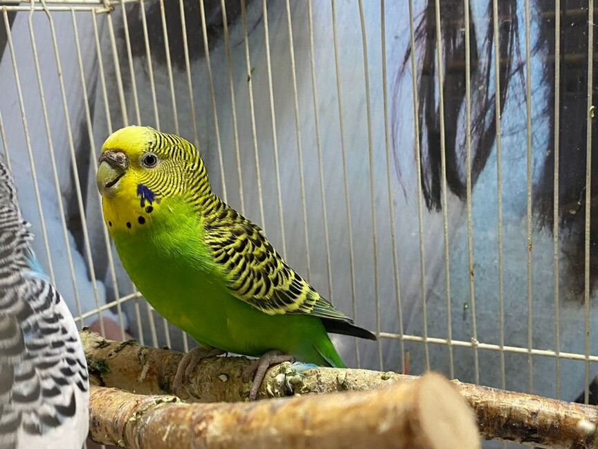 Волнистый попугай отдам