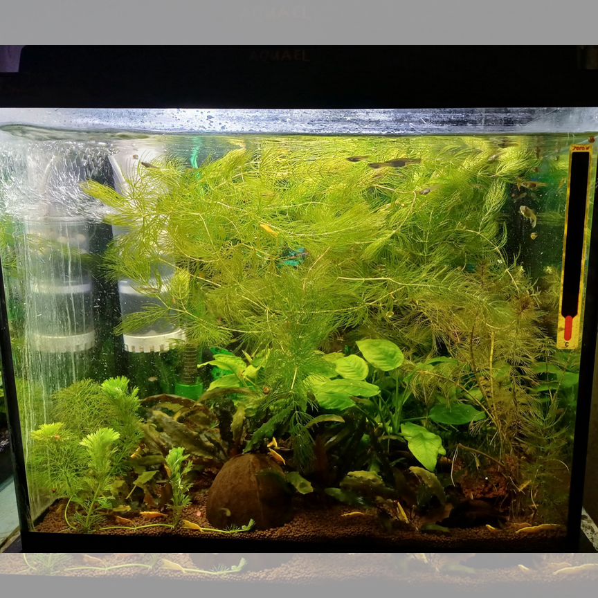 Аквариум aquael 35 литров, Готовый