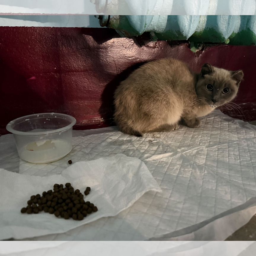 Меконгский бобтейл, взрослый кот