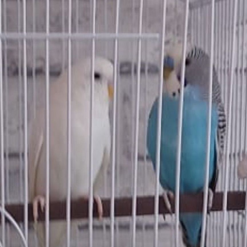 Волнистый попугай с клеткой