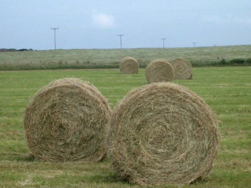 Сено в рулонах