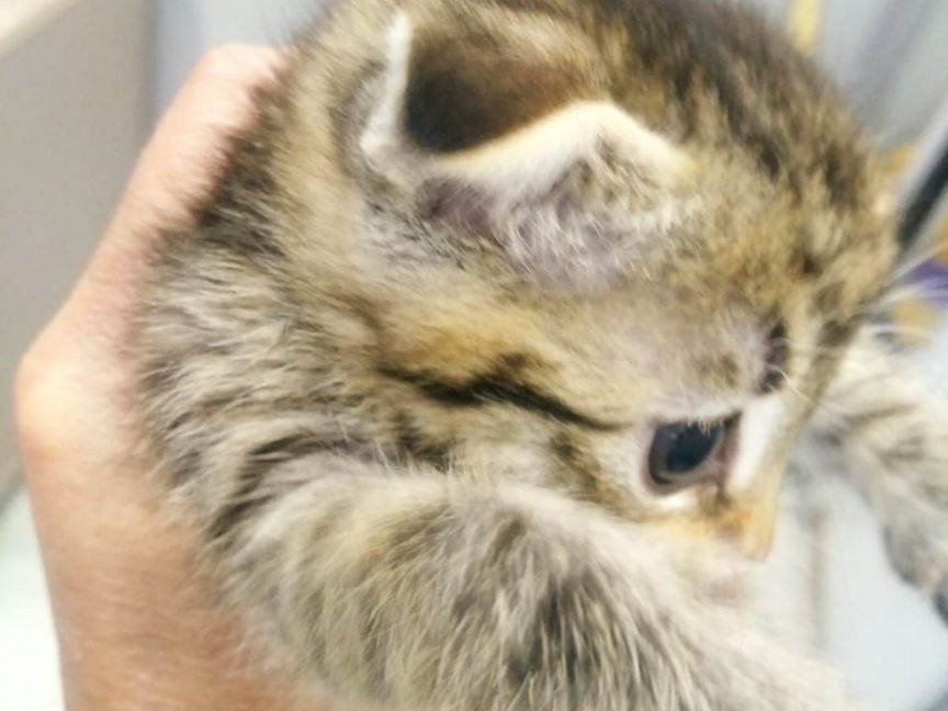 Вислоухие котята в добрые руки