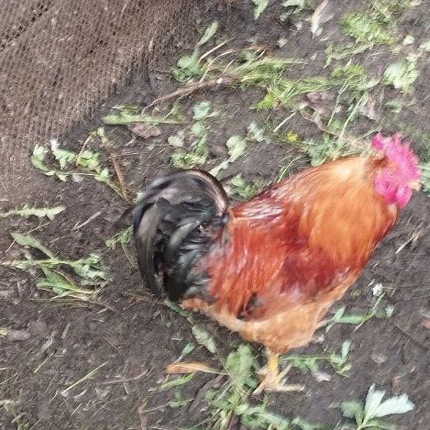 Продам петуха