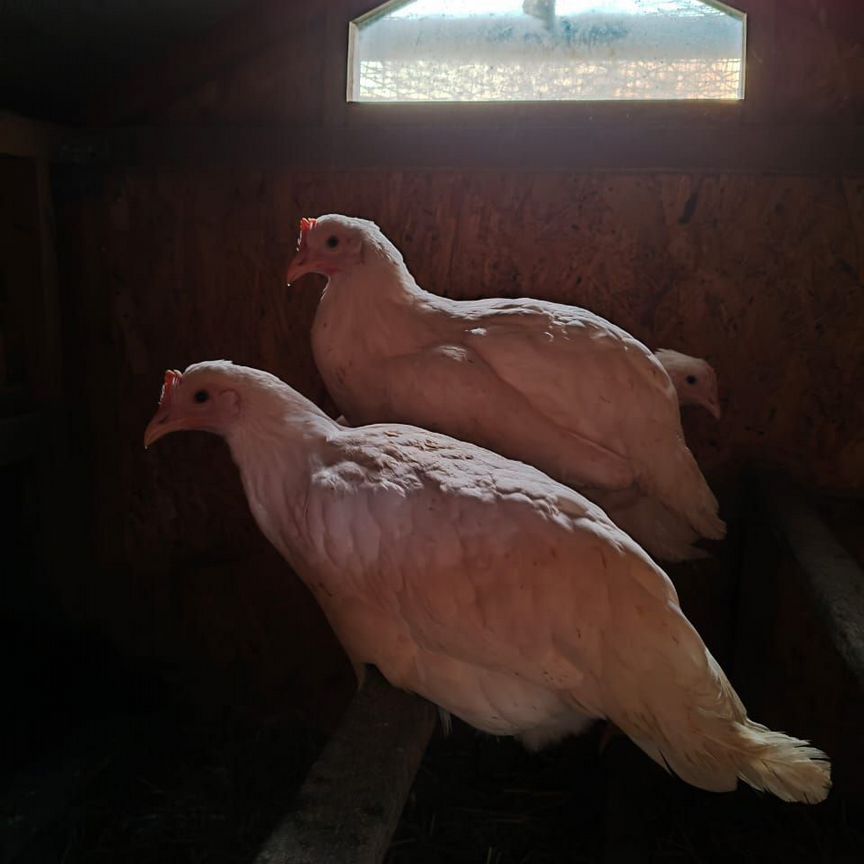 Куры молодки несушки хайсек