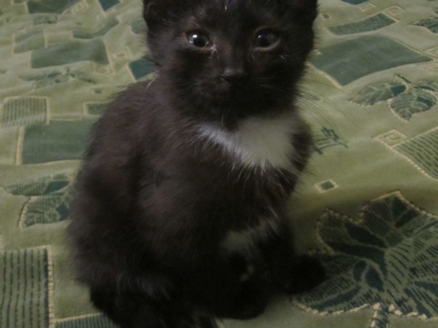 Котенок Черныш