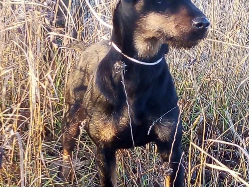 Ягдтерьер рабочий