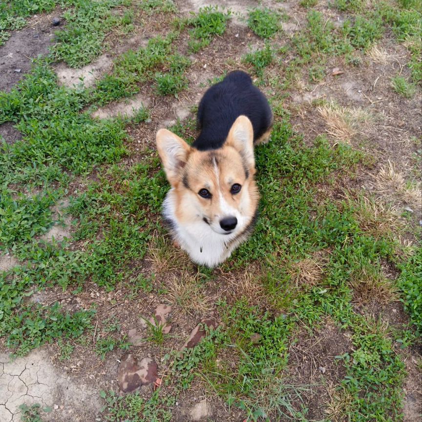 Продам корги-триколор