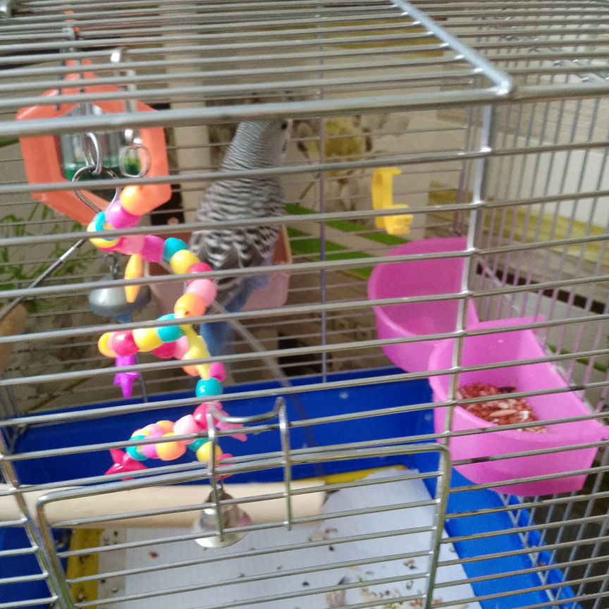 Волнистый попугай девочка