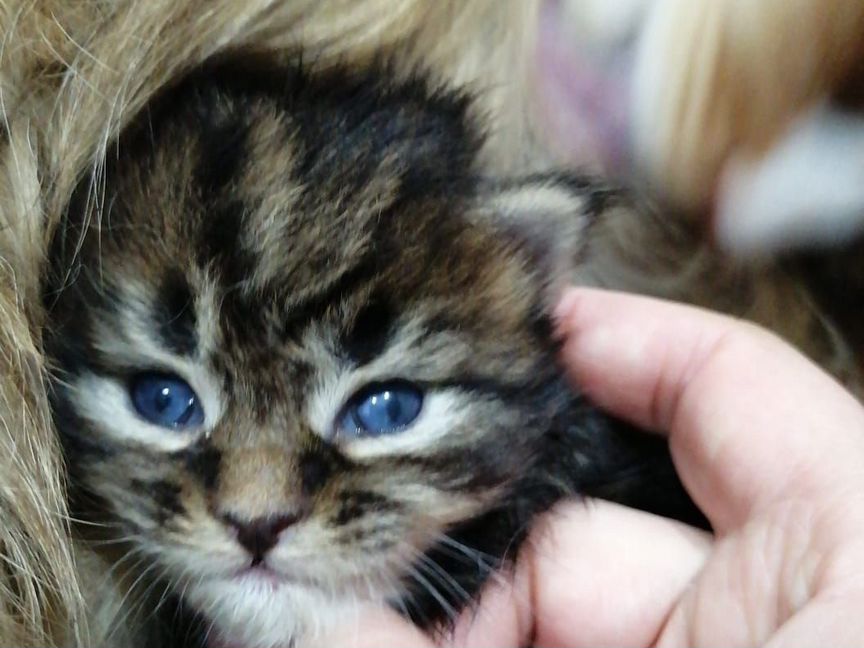 Великолепный подарок на праздники Котята мейн-кун