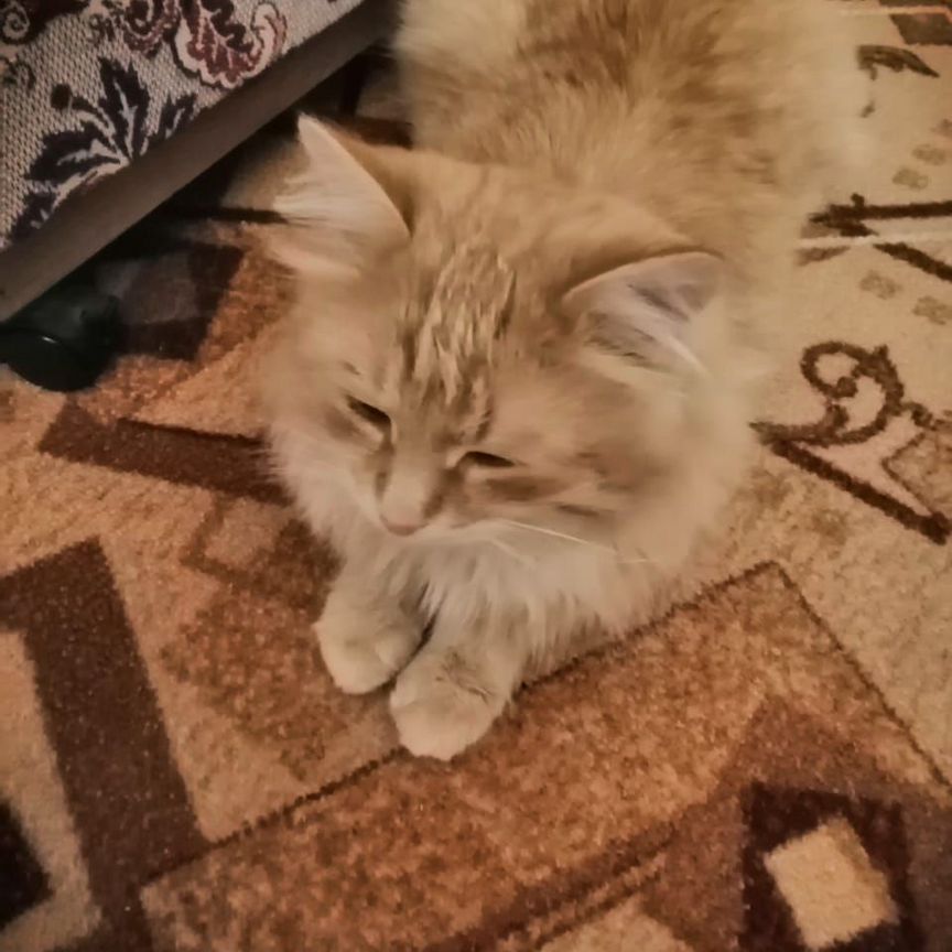 Рыжулька В самые добрые ручки