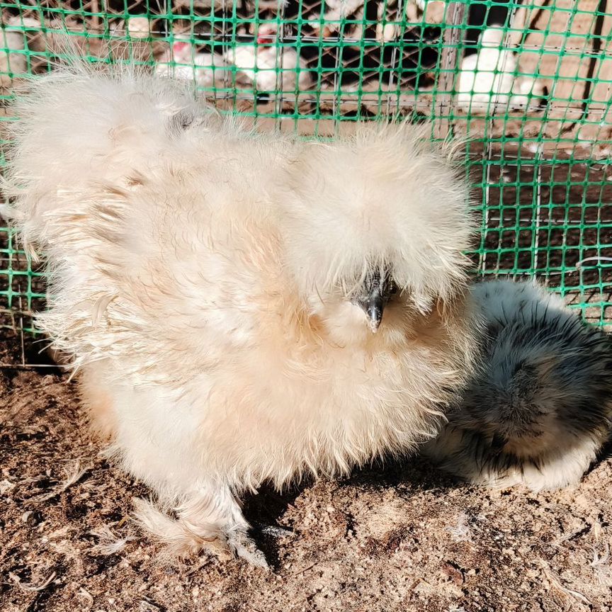 Петух шелковый кучерявый