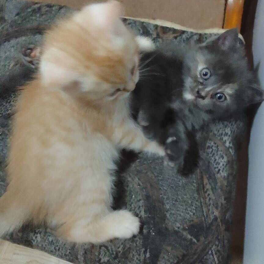 Котёнок в добрые руки