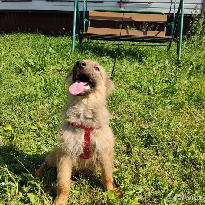 Будет некрупный, Щенок мальчик 8-10 месяцев