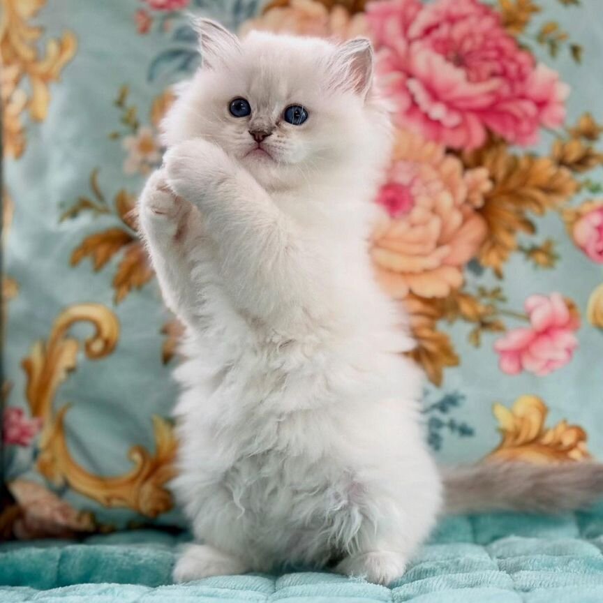 Рэгдолл котёнок