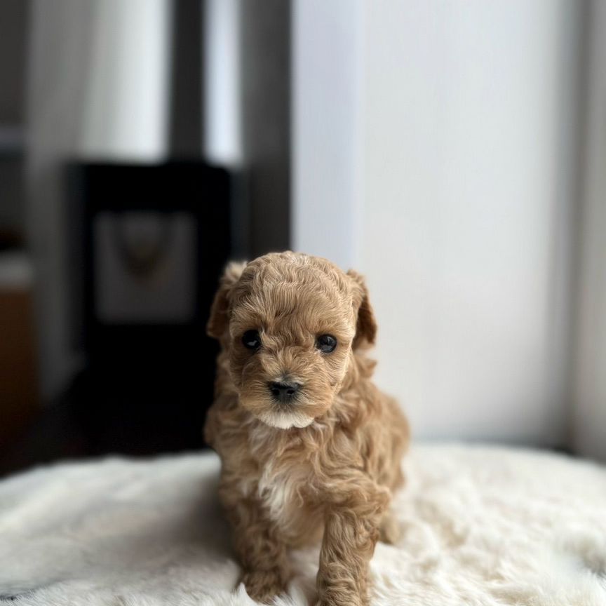 Мальтипу f1 девочка