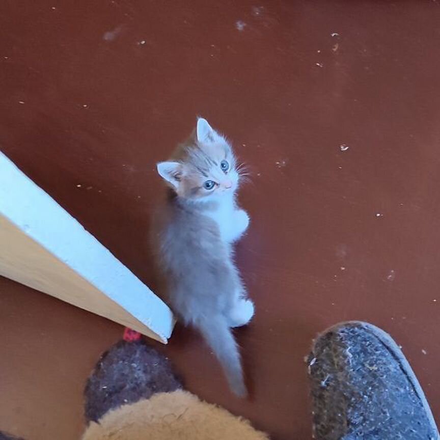 Котята с марса в добрые руки