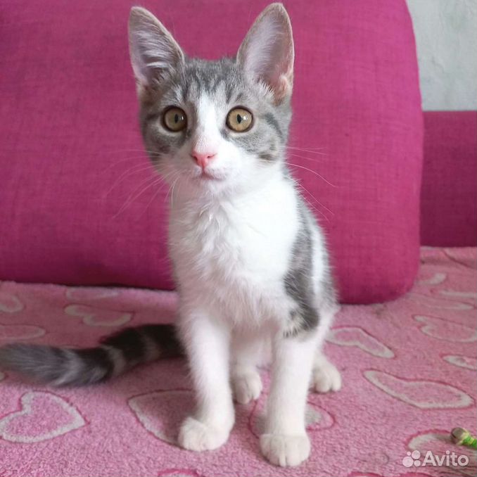 Котята, котенок, малышка чудо ищет свой дом